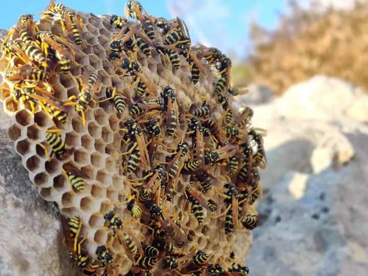 Wasps Bees And Hornets What S The Difference Voice Of Denton Wasps Bees And Hornets What S The Difference Voice Of Denton